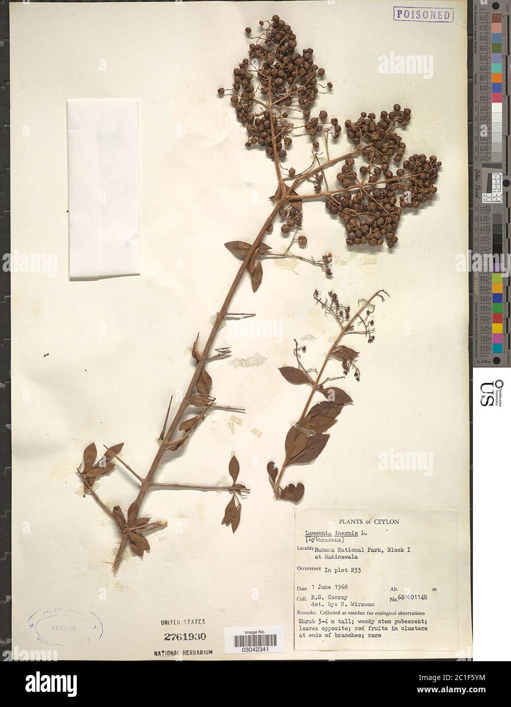 Lawsonia inermis L Lawsonia inermis L Stock Photo - Alamy