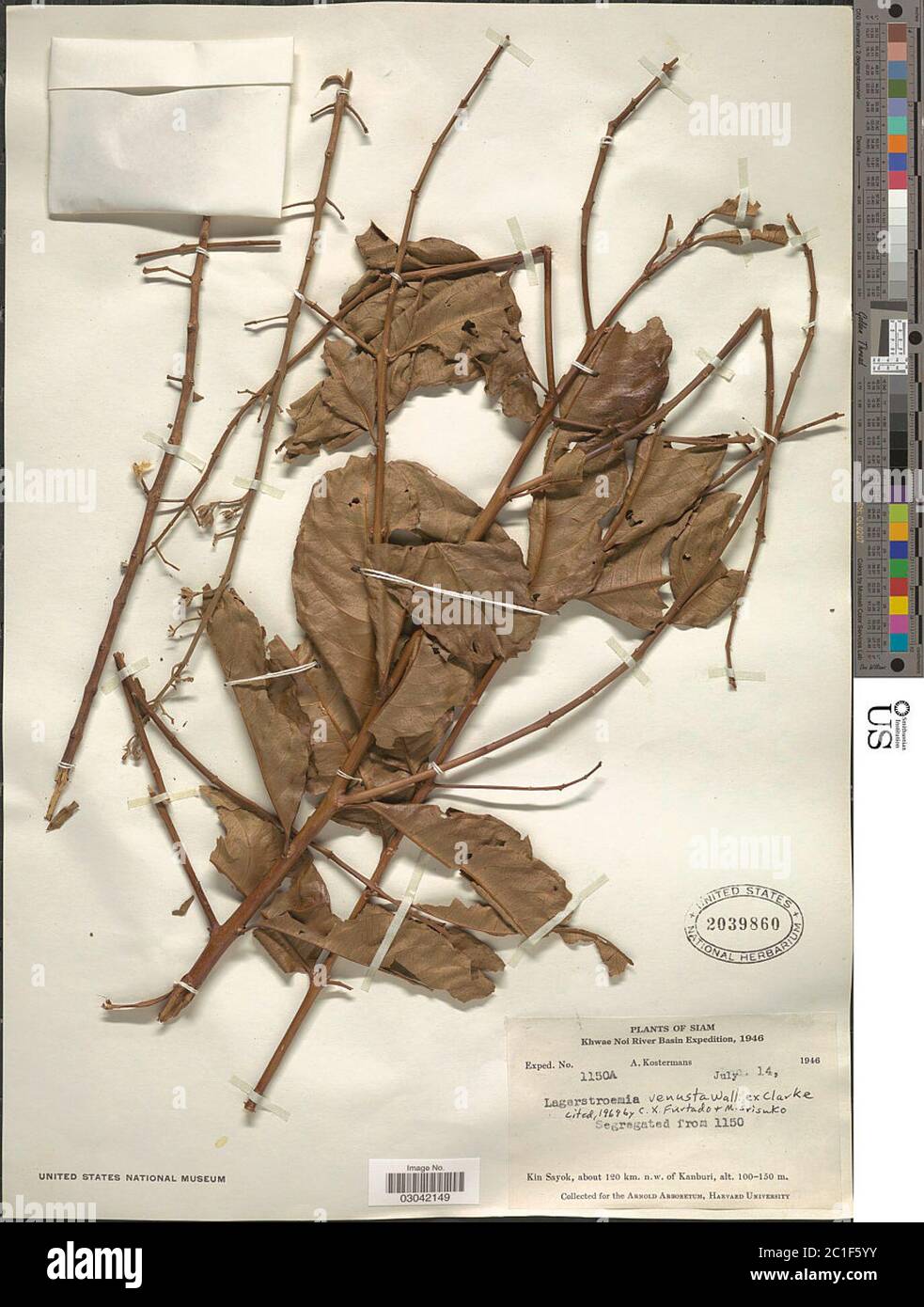 Lagerstroemia venusta Wall ex CB Clarke Lagerstroemia venusta Wall ex ...
