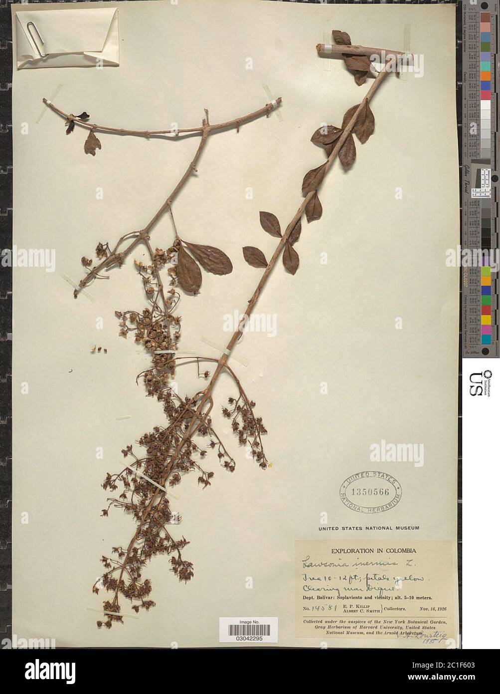 Lawsonia inermis L Lawsonia inermis L Stock Photo - Alamy