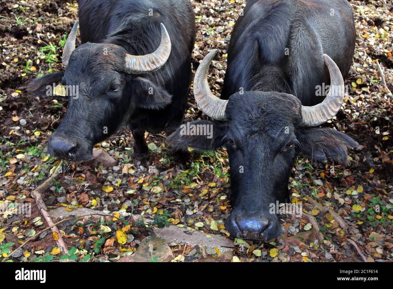 Water buffalo herd hi-res stock photography and images - Alamy
