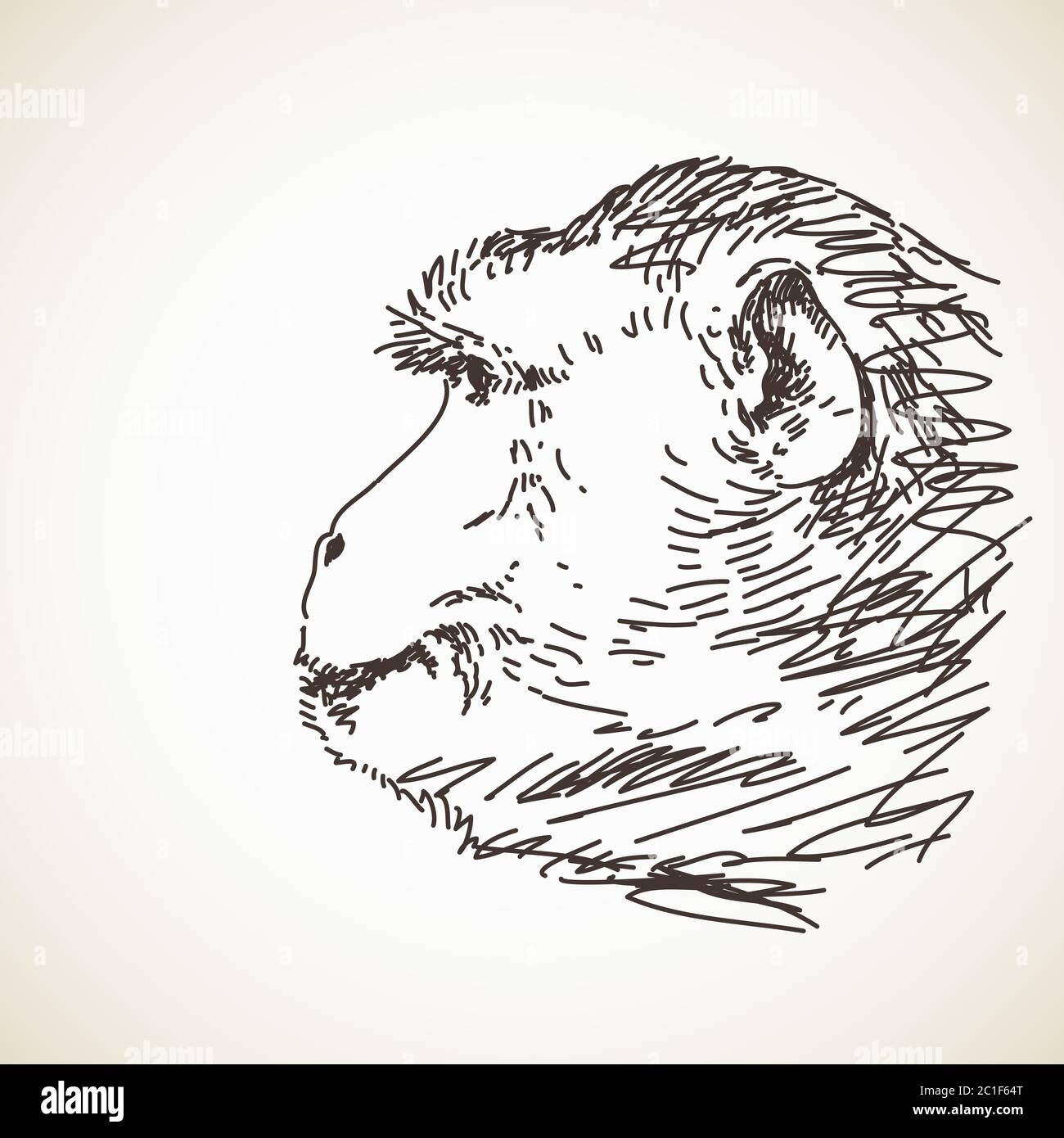 Sketch of monkey head Hand drawn vector illustration Stock Vector Image ...