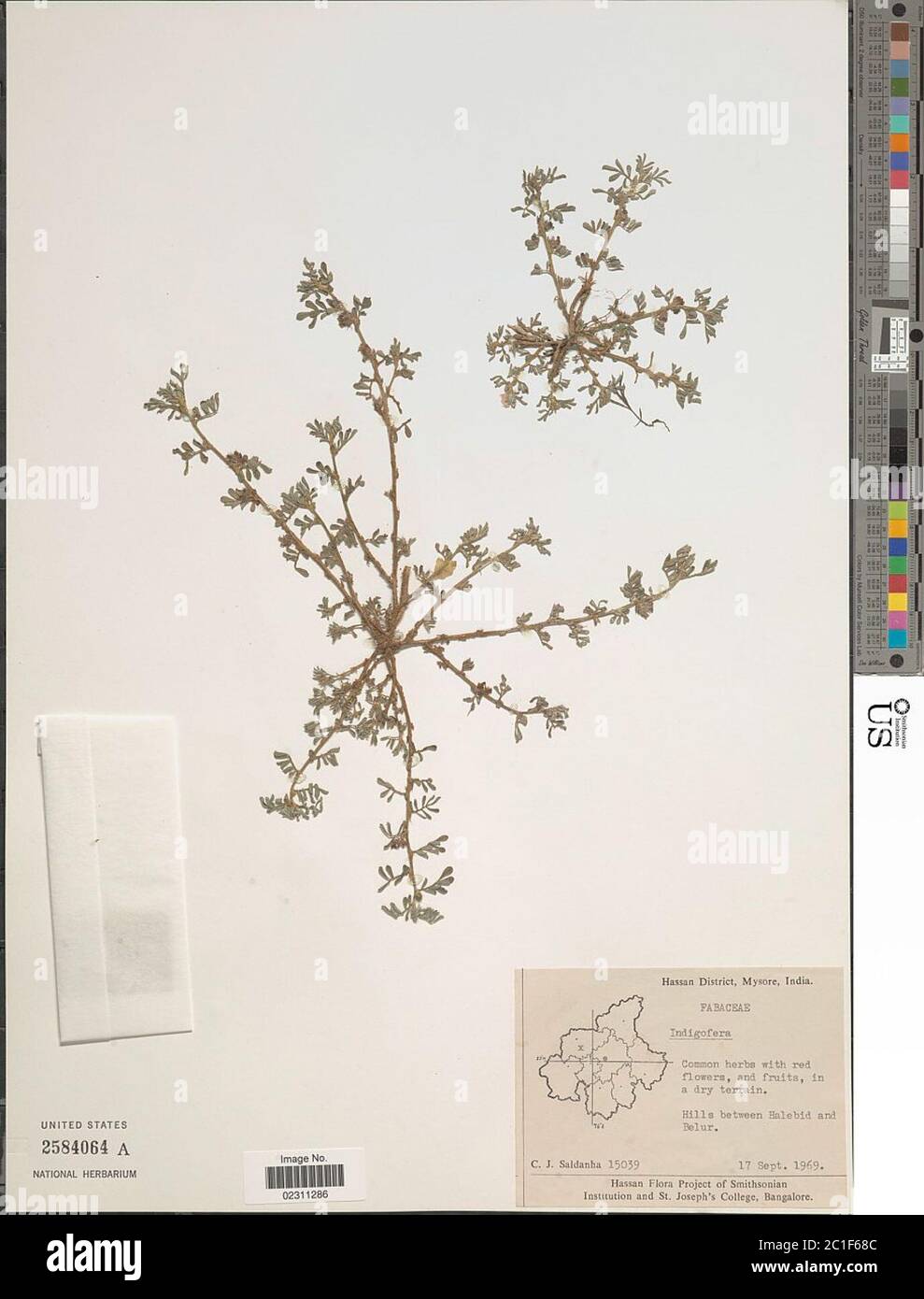 Indigofera sp Indigofera sp Stock Photo - Alamy