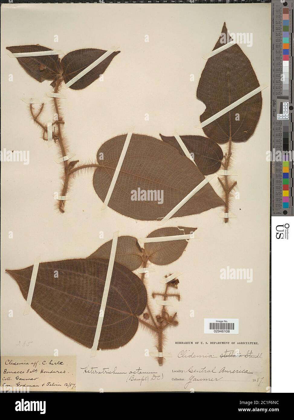 Heterotrichum octonum Bonpl DC Heterotrichum octonum Bonpl DC Stock ...