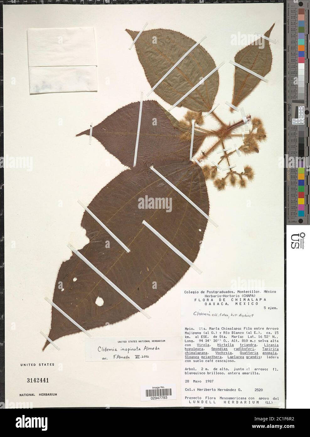 Inopinata hi-res stock photography and images - Alamy