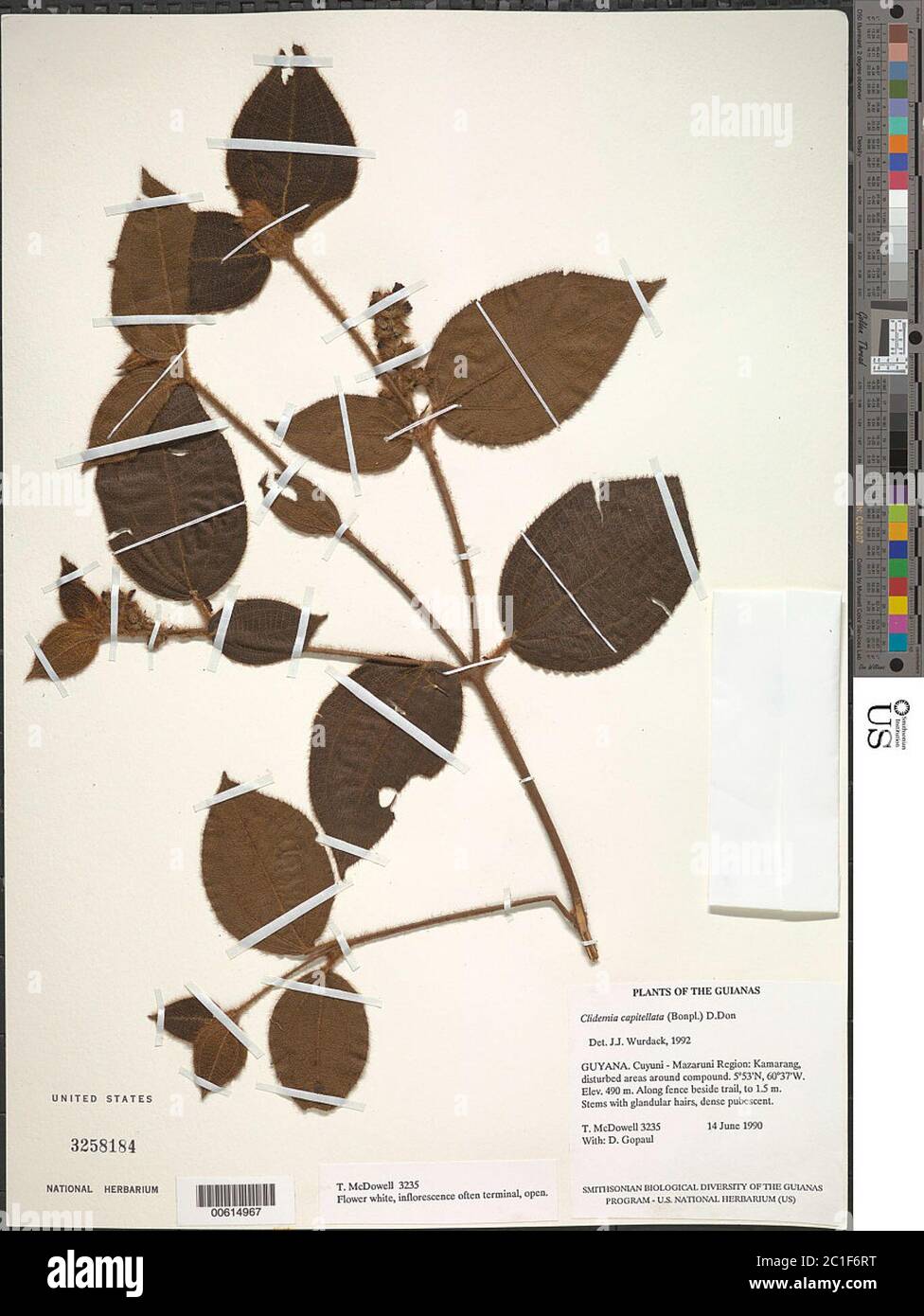 Capitellata hi-res stock photography and images - Alamy