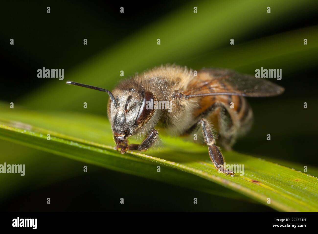 Apis mellifera western honey bee european on leaf Stock Photo - Alamy