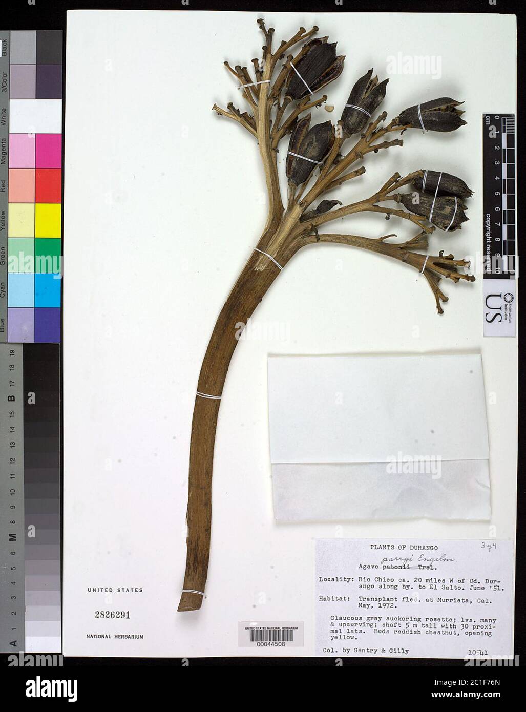 Agave parryi Agave parryi Stock Photo - Alamy