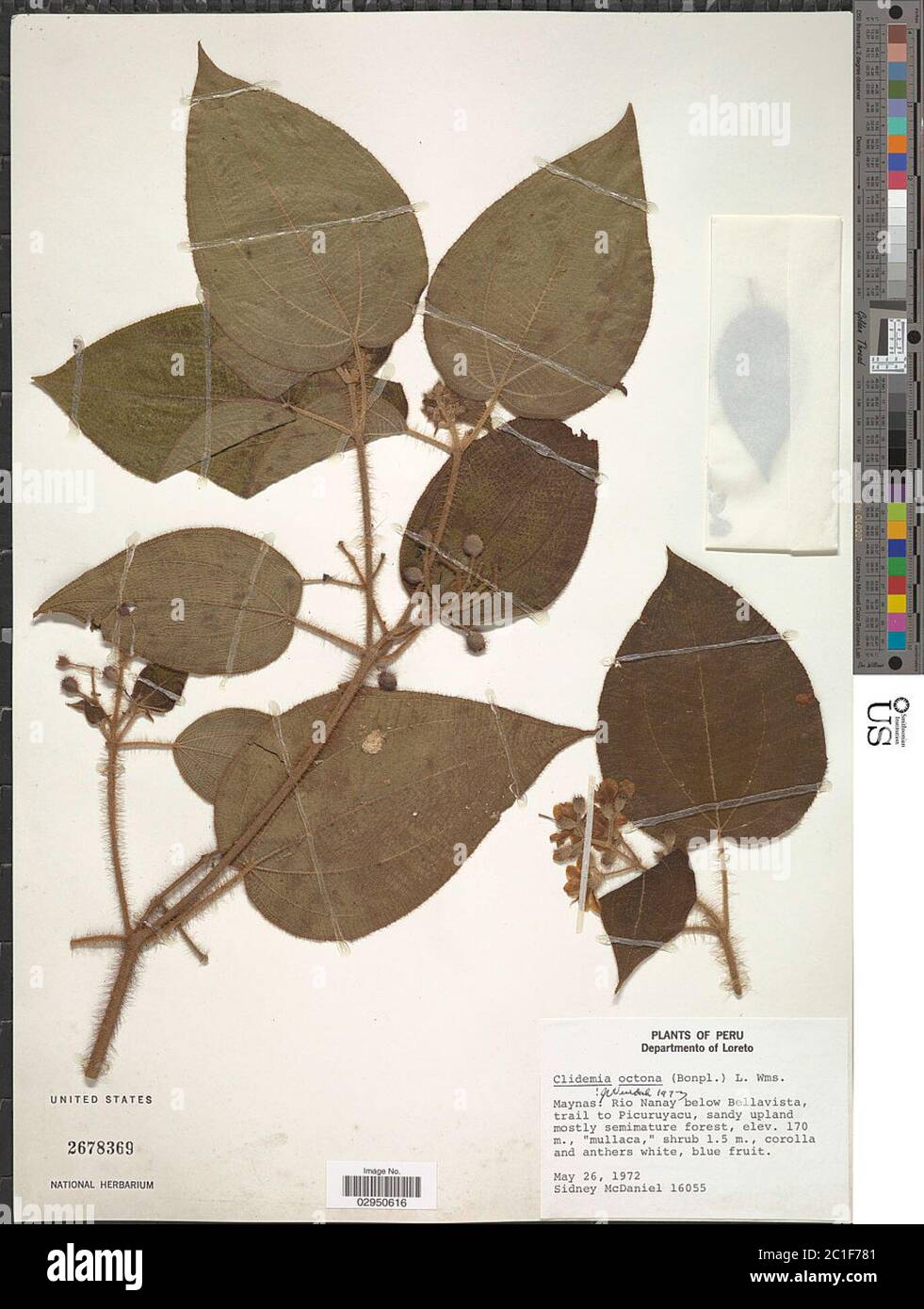 Octona hi-res stock photography and images - Alamy