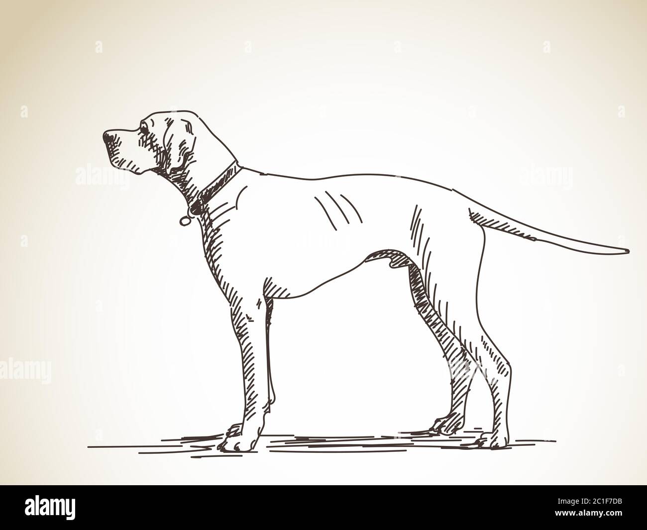 Sketch of dog. Hand drawn illustration. Isolated Stock Vector Image ...