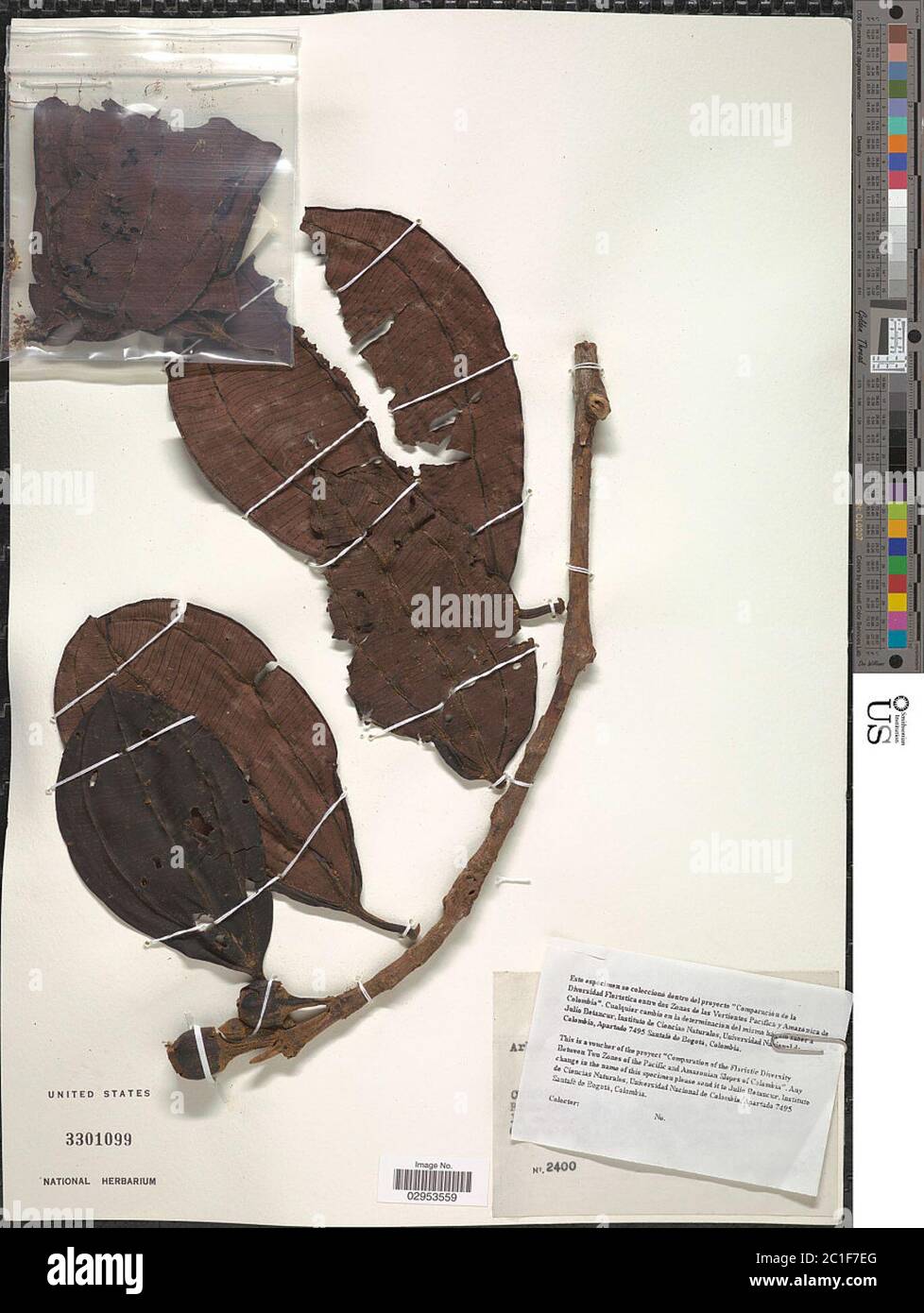 Blakea sp Blakea sp Stock Photo - Alamy