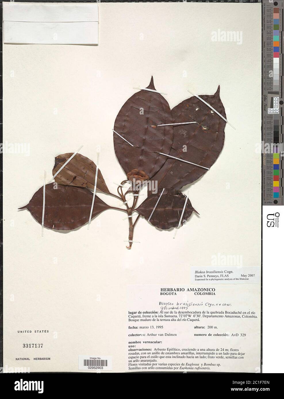 Blakea brasiliensis Cogn Blakea brasiliensis Cogn Stock Photo - Alamy