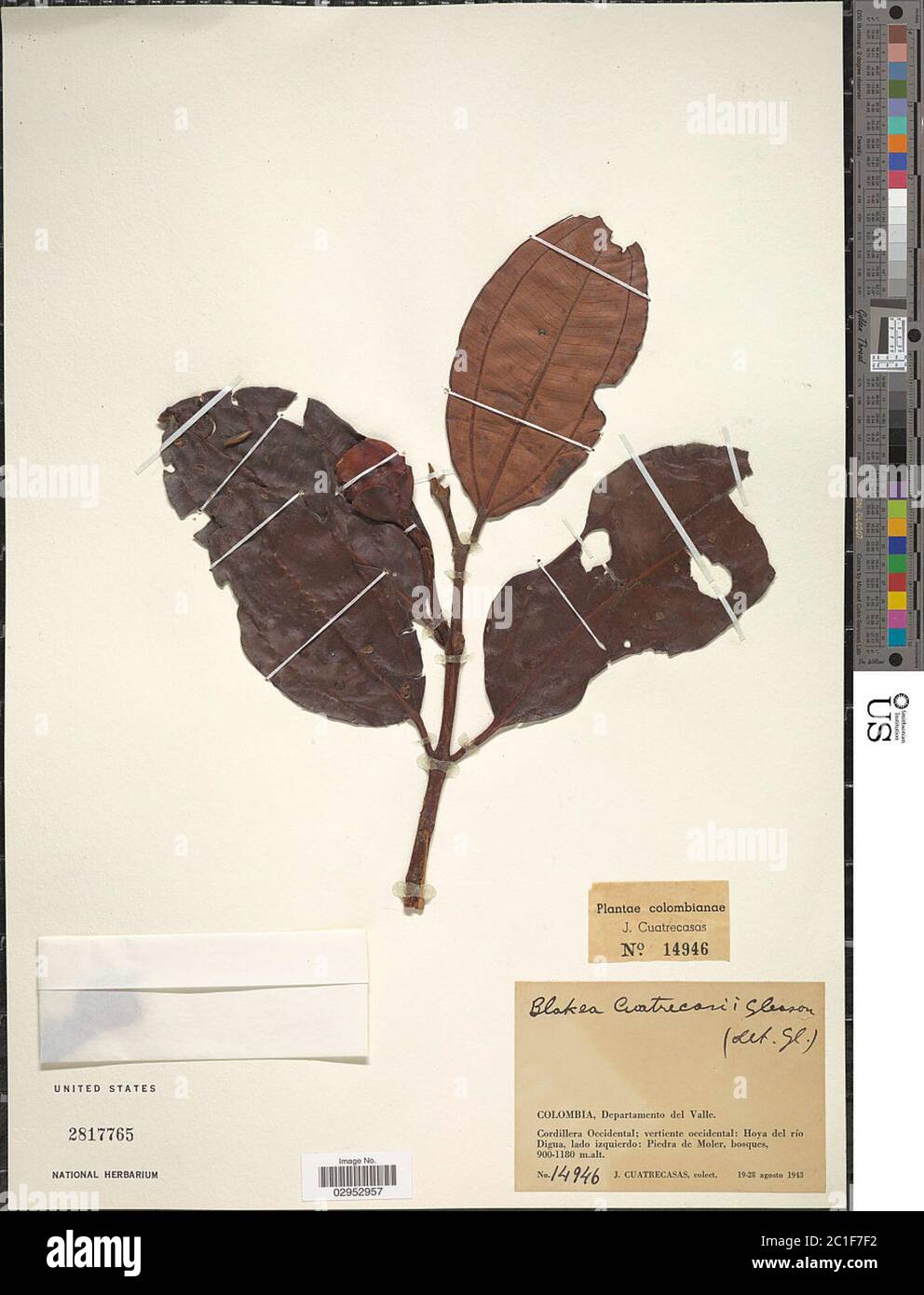 Blakea cuatrecasii Gleason Blakea cuatrecasii Gleason Stock Photo - Alamy