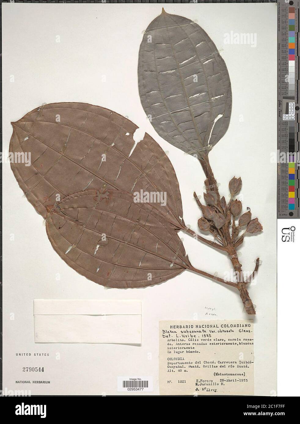 Blakea subconnata var obtusa Blakea subconnata var obtusa Stock Photo ...