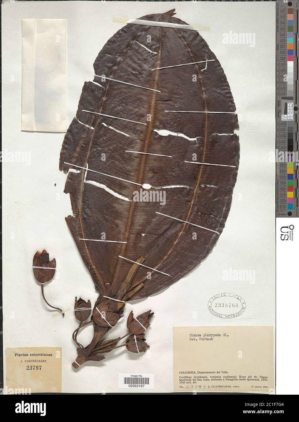 Platypoda hi-res stock photography and images - Alamy