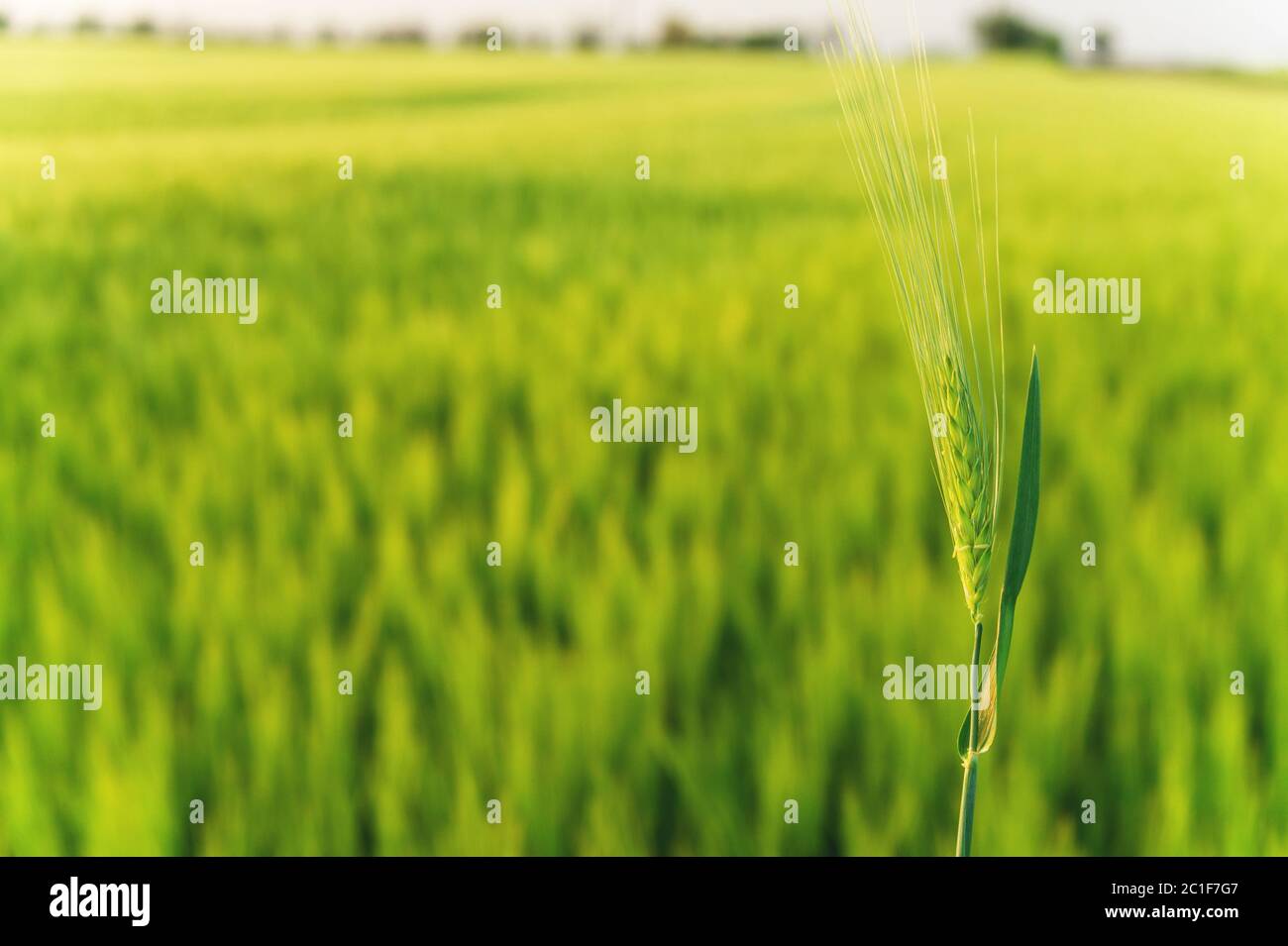 Beautiful landscape field of wheat hi-res stock photography and images ...