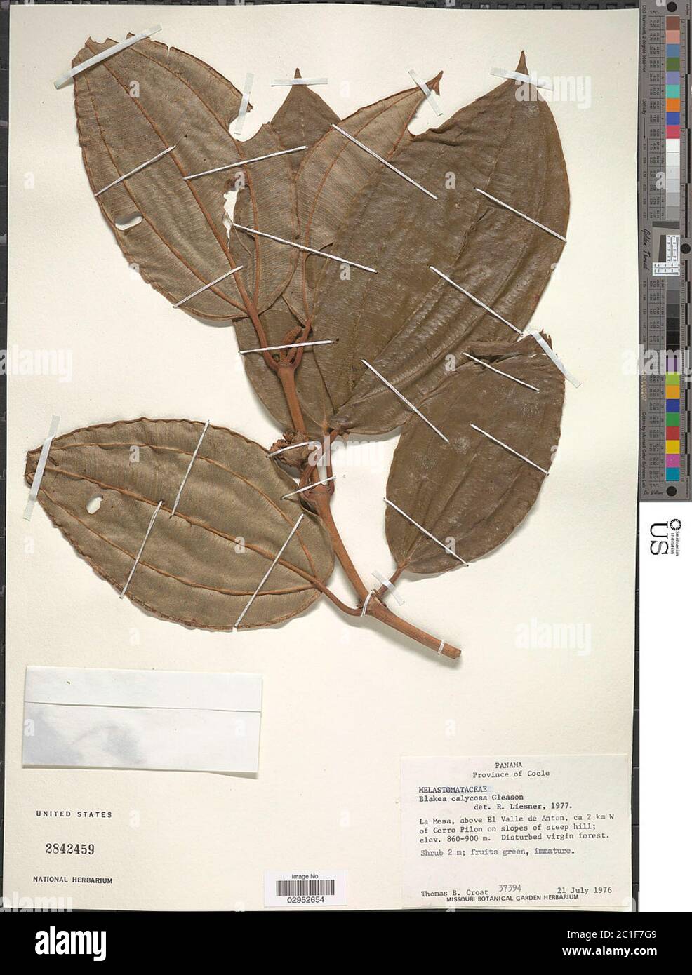 Blakea calycosa Gleason Blakea calycosa Gleason Stock Photo - Alamy