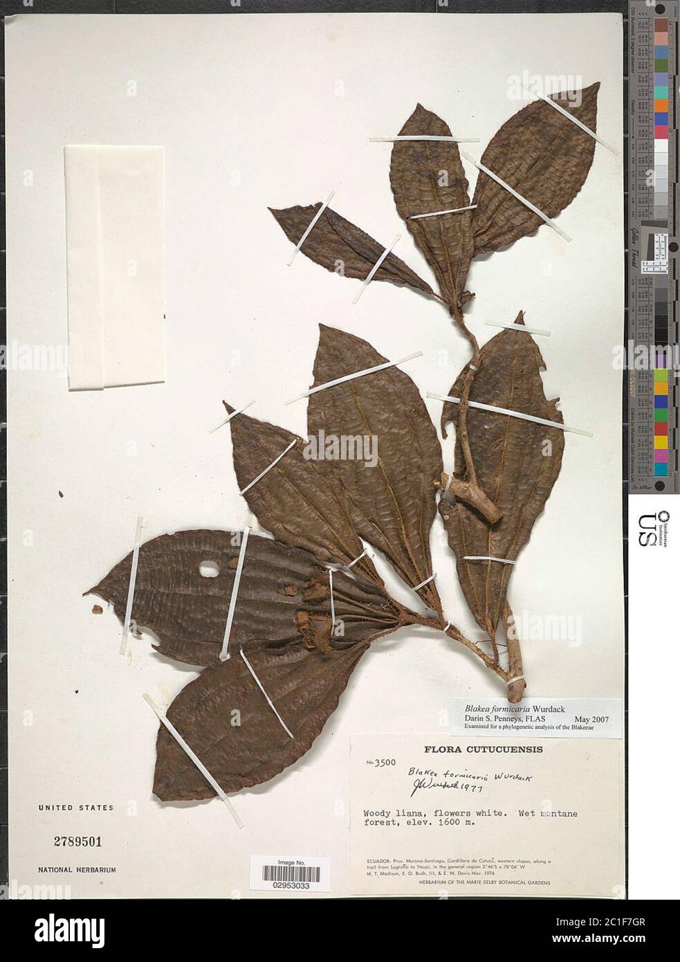 Formicaria hi-res stock photography and images - Alamy