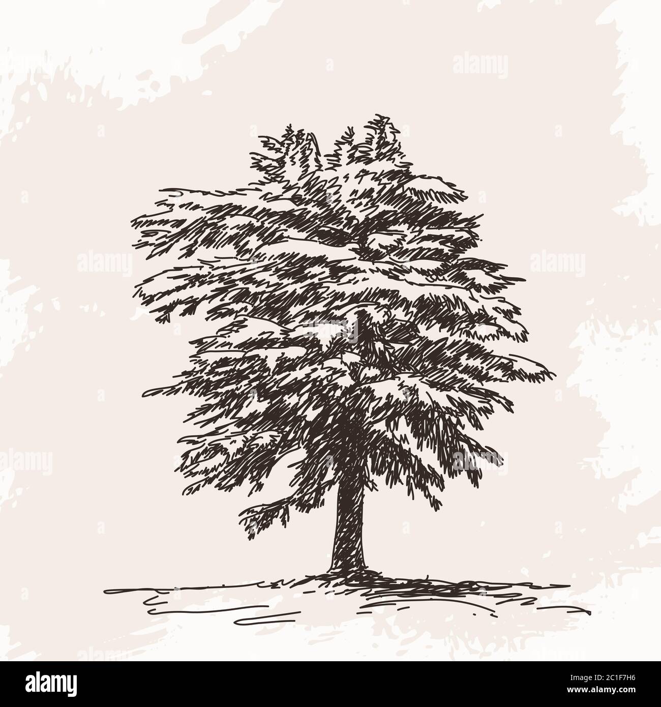 Sketch of pine tree Hand drawn illustration Stock Vector Image & Art ...