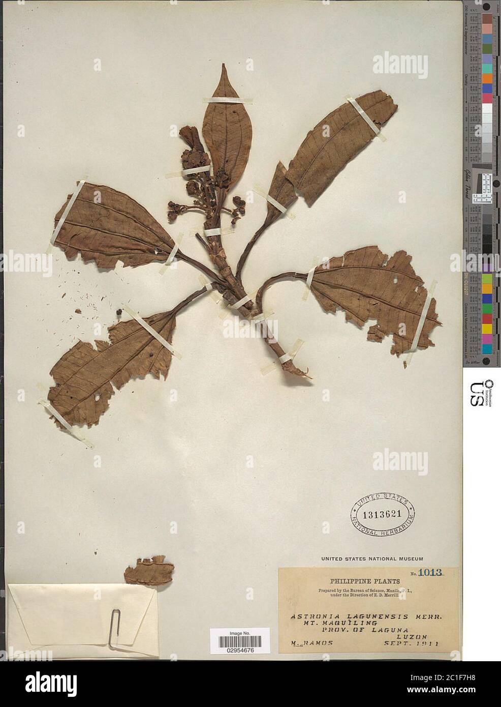 Astronia hi-res stock photography and images - Alamy