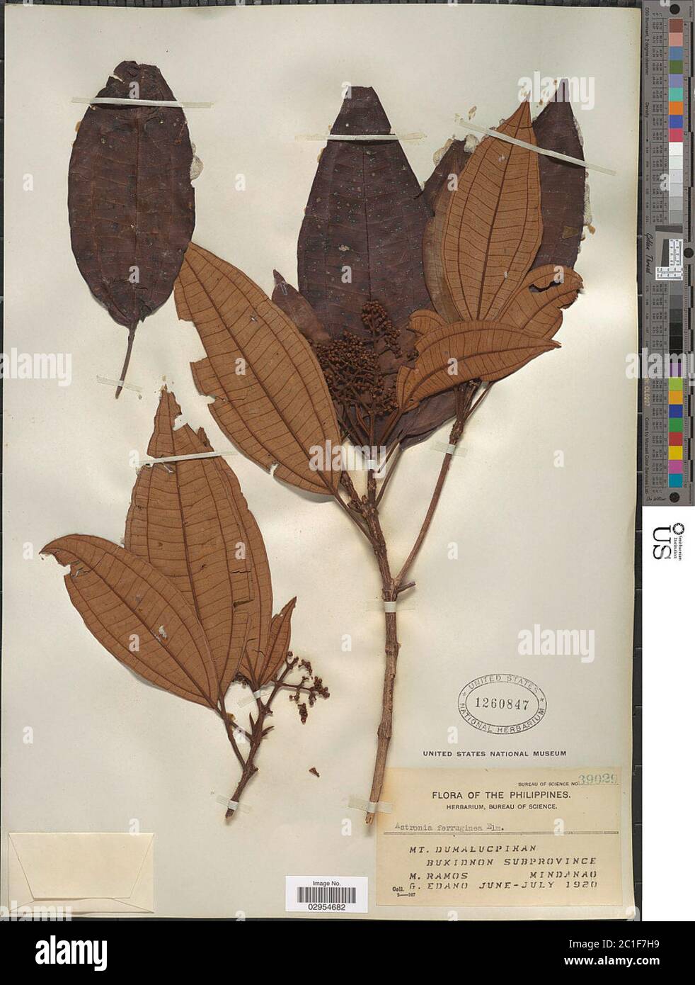 Astronia ferruginea Elmer Astronia ferruginea Elmer Stock Photo - Alamy