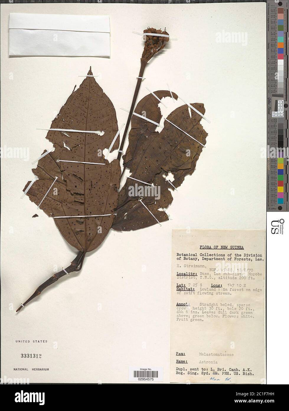 Astronia sp Astronia sp Stock Photo - Alamy