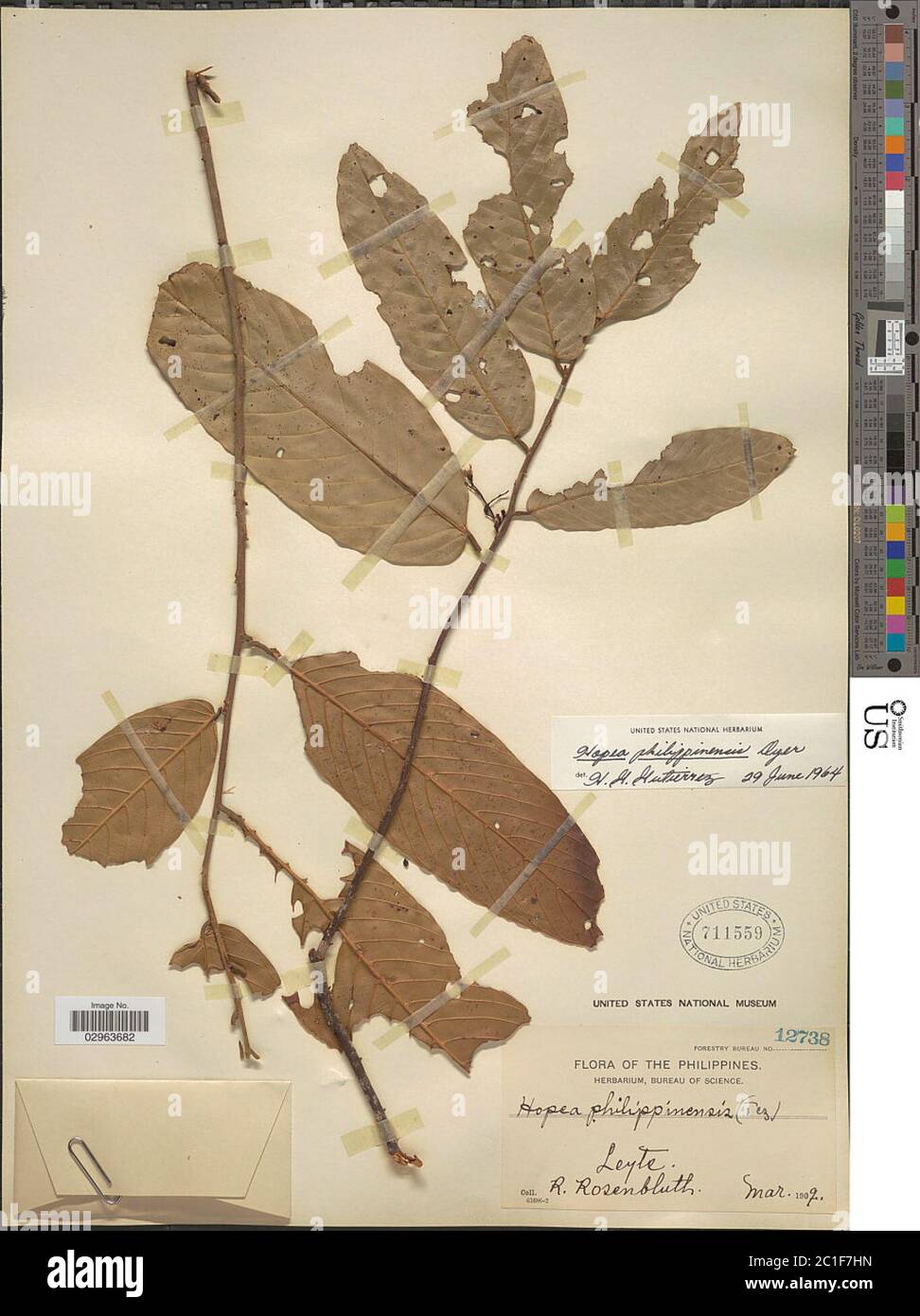 Hopea philippinensis Hopea philippinensis Stock Photo - Alamy