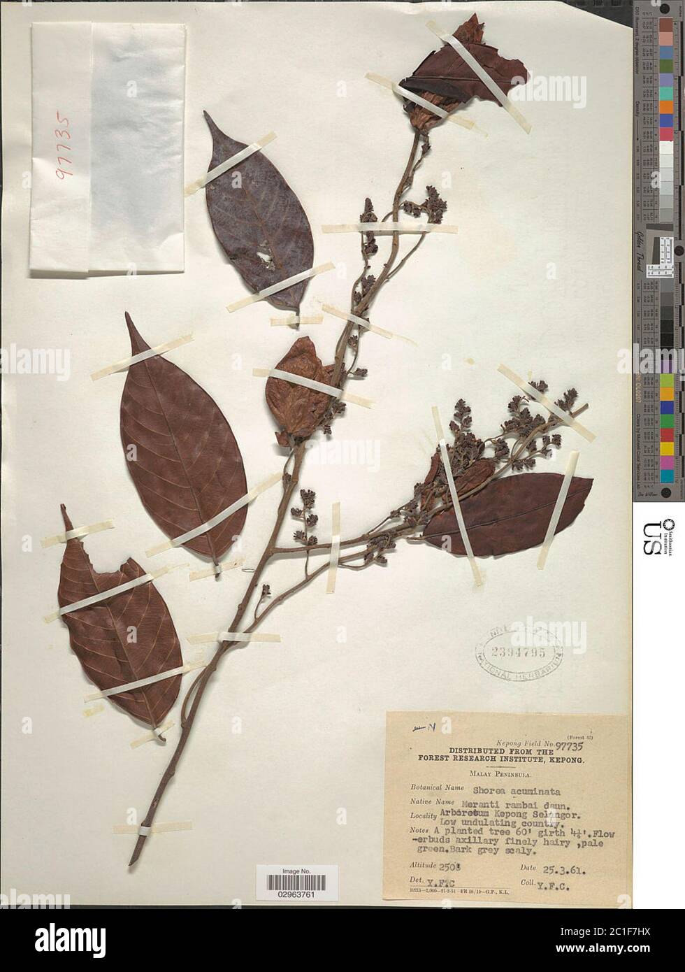 Shorea acuminata Shorea acuminata Stock Photo - Alamy