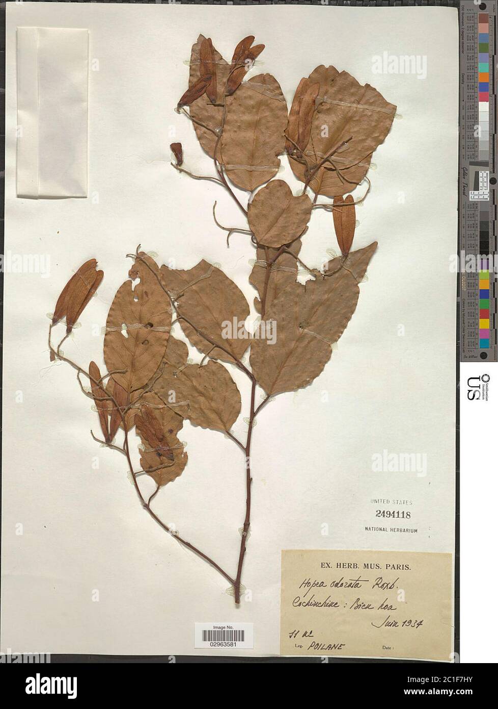 Hopea odorata Hopea odorata Stock Photo - Alamy