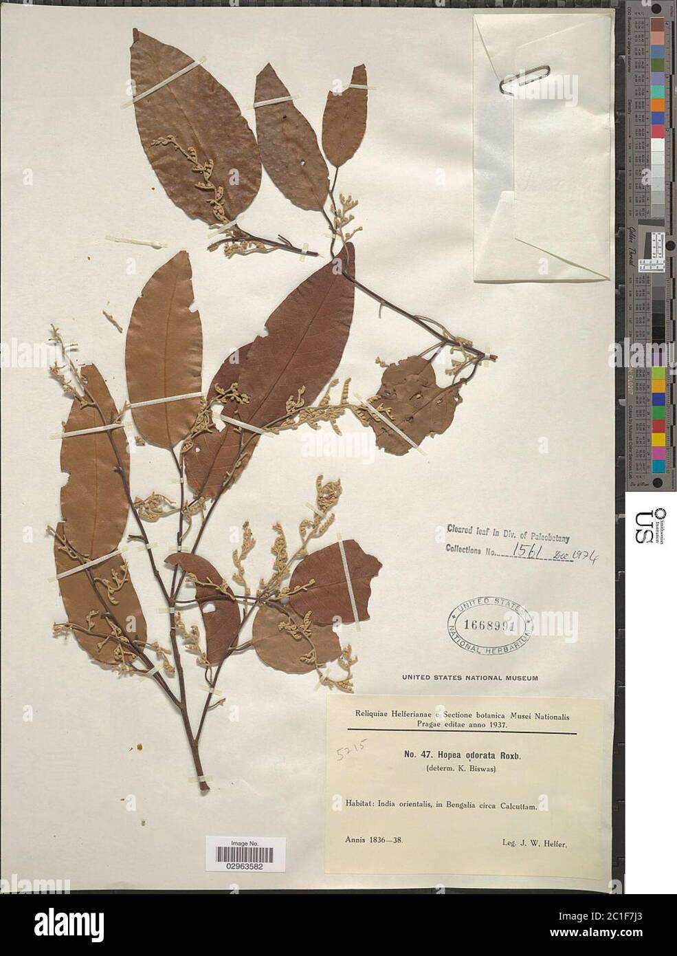 Hopea odorata Hopea odorata Stock Photo - Alamy