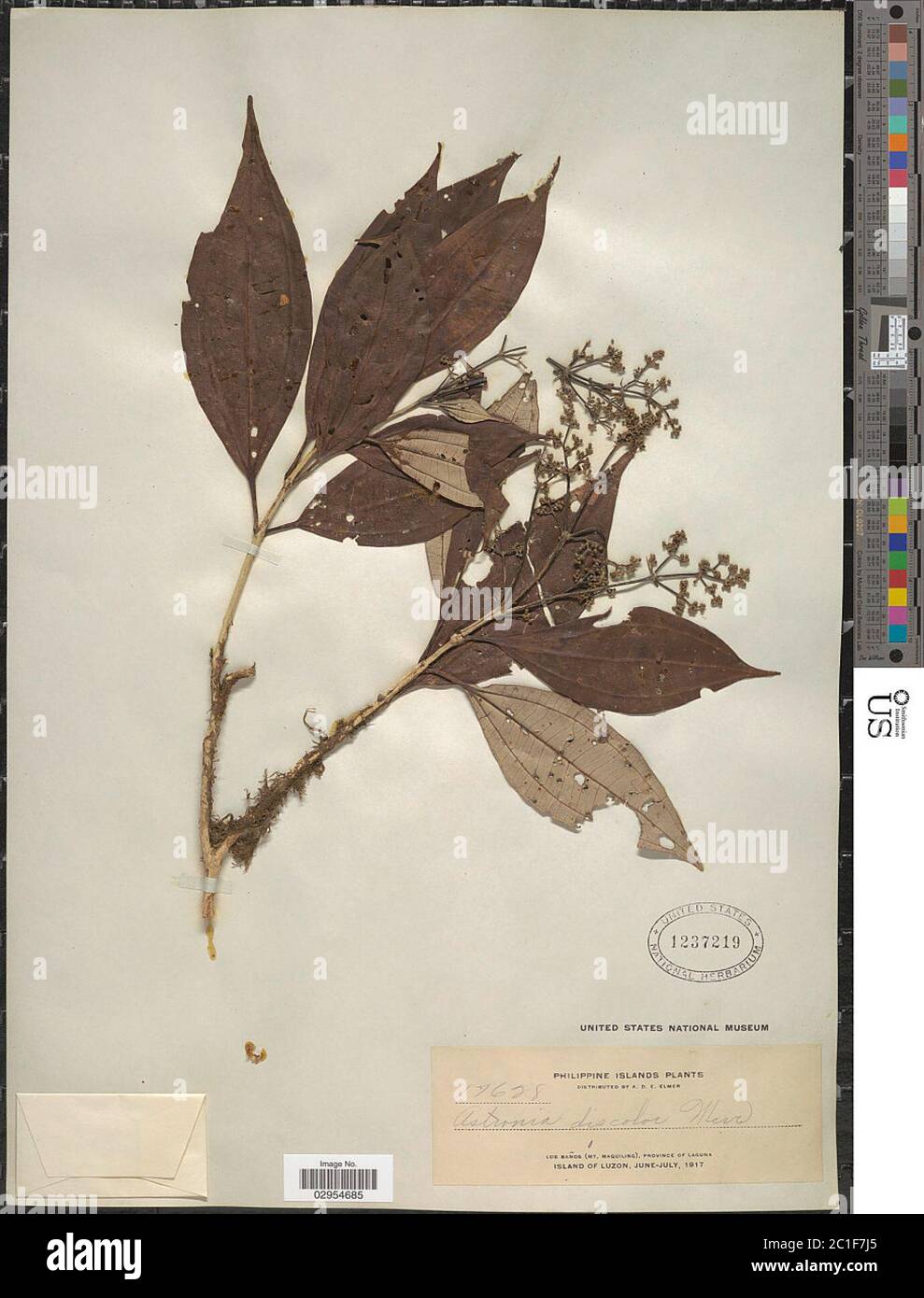 Astronia hi-res stock photography and images - Alamy