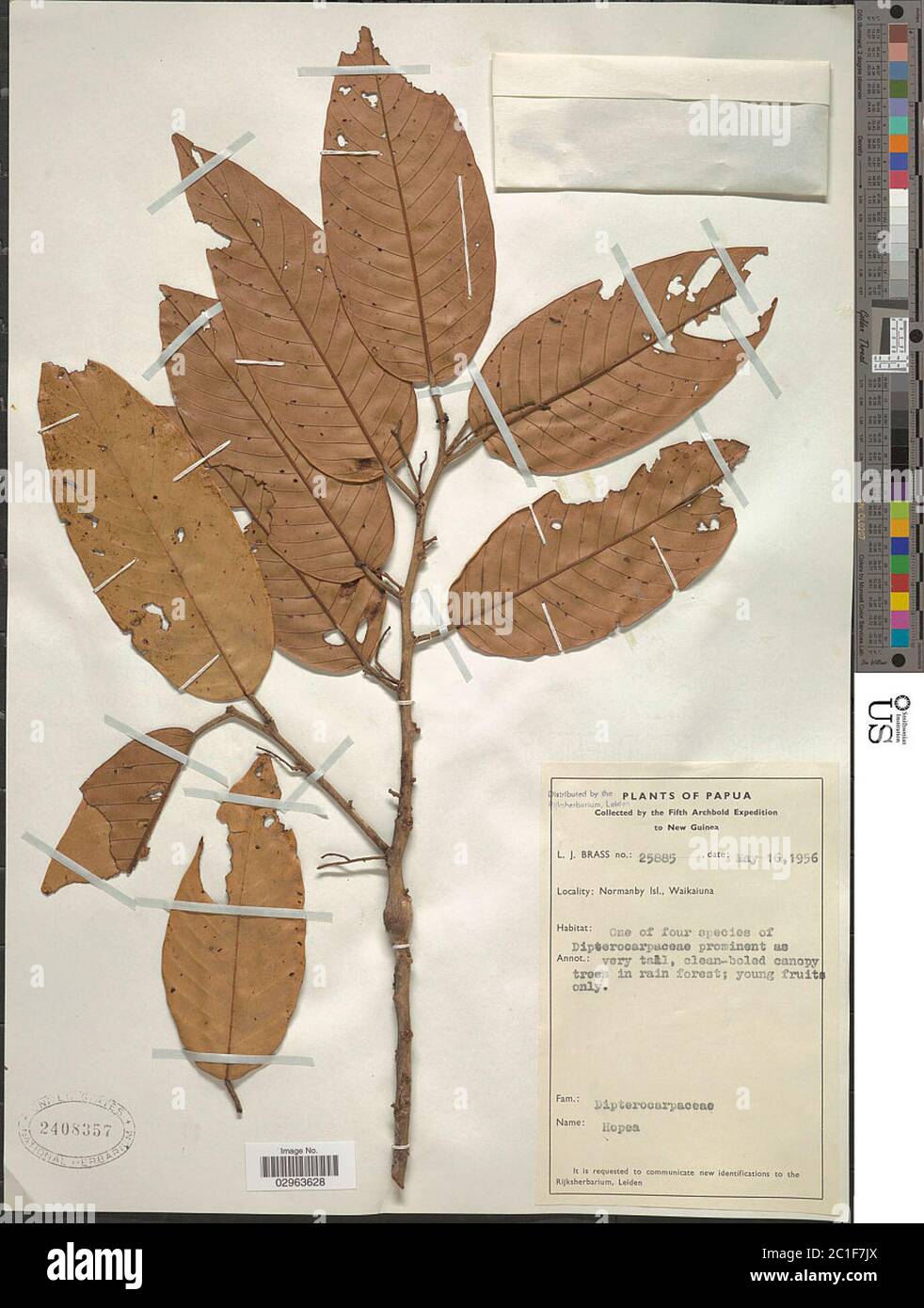 Hopea sp Hopea sp Stock Photo - Alamy