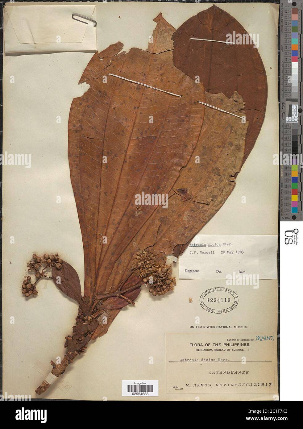 Astronia hi-res stock photography and images - Alamy