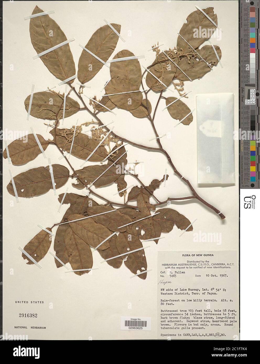 Hopea sp Hopea sp Stock Photo - Alamy