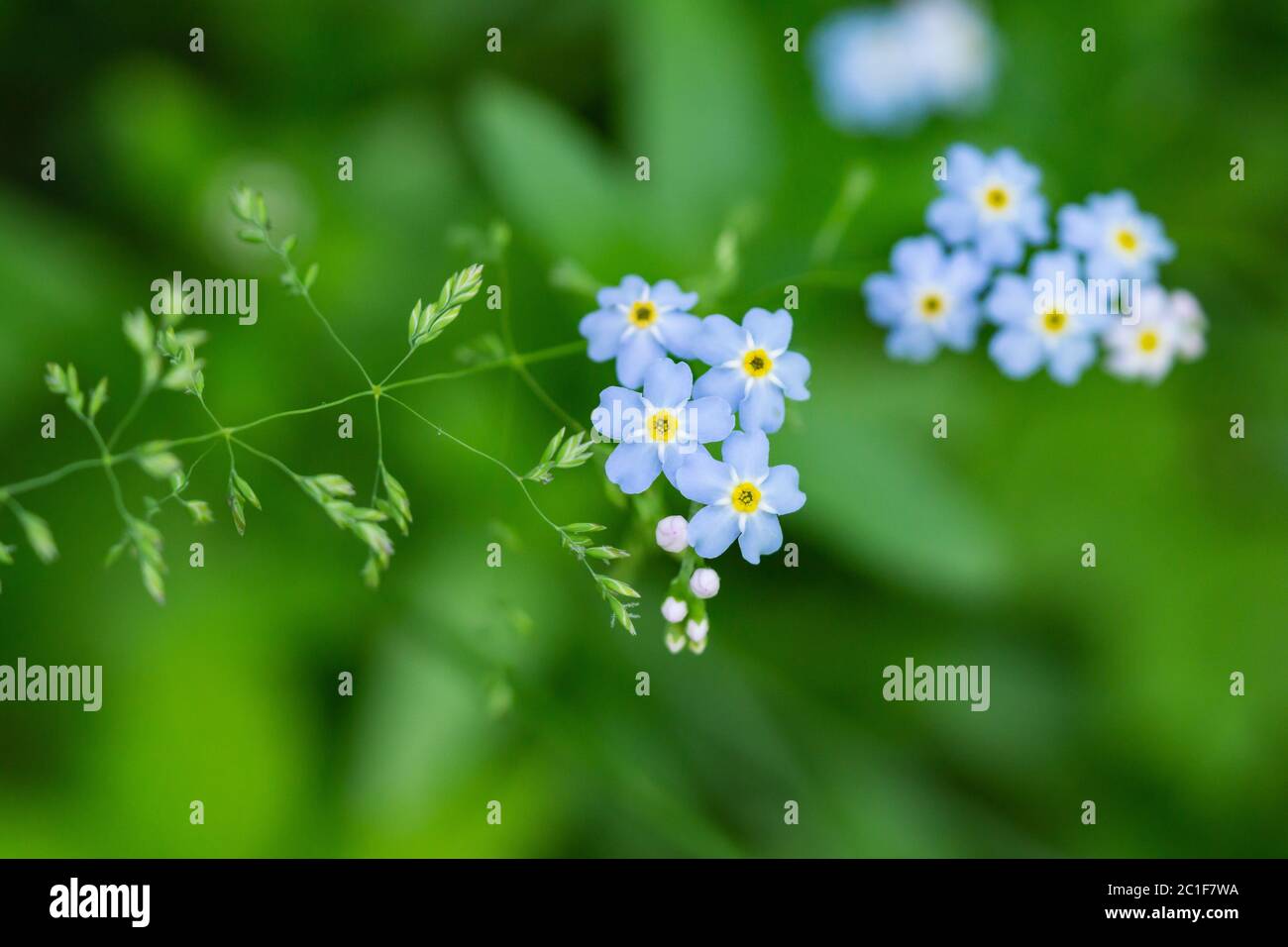 Pink forget me not myosotis hi-res stock photography and images - Alamy