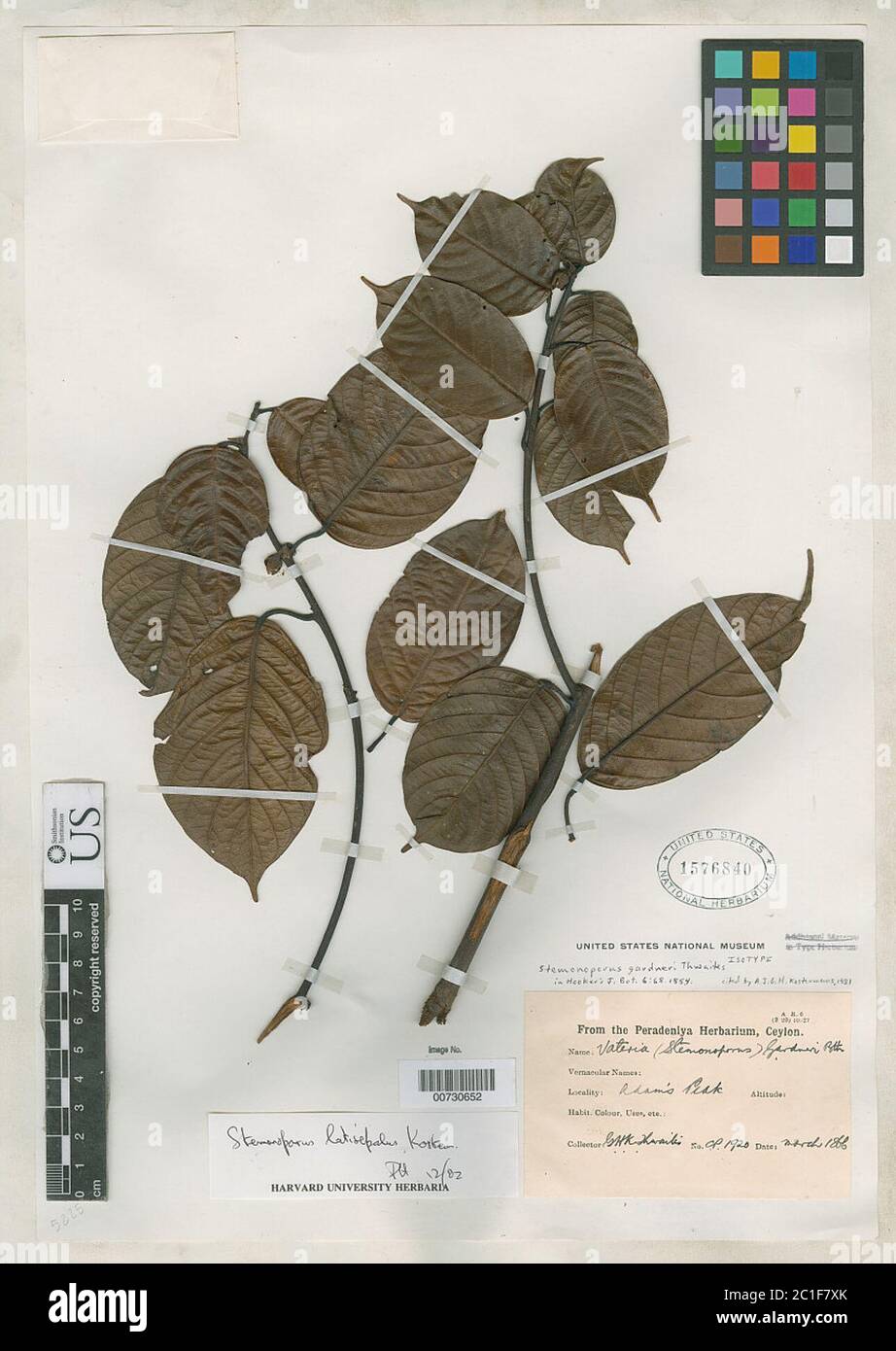 Stemonoporus gardneri Thwaites Stemonoporus gardneri Thwaites Stock ...