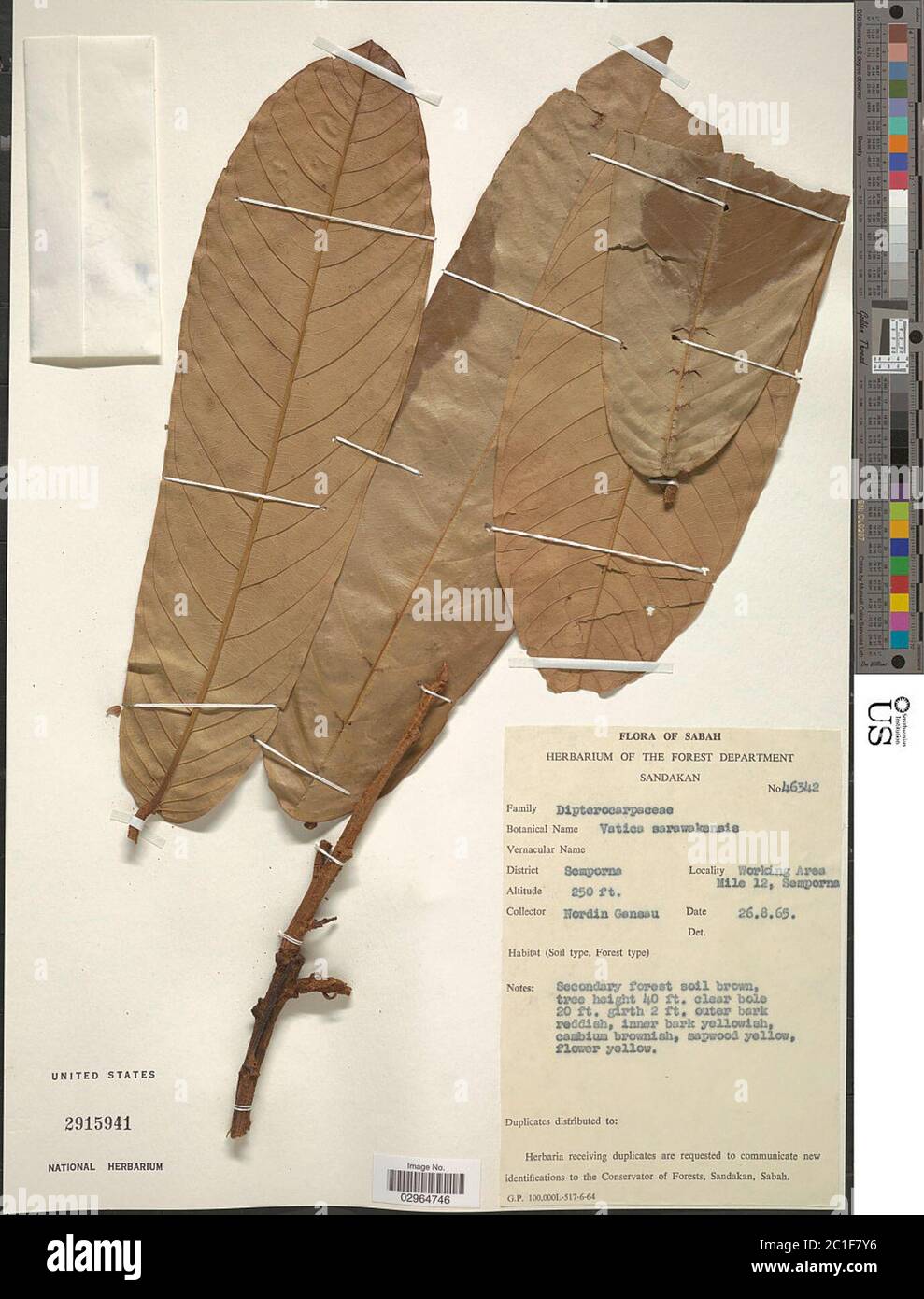 Vatica sarawakensis Slooten Vatica sarawakensis Slooten Stock Photo - Alamy