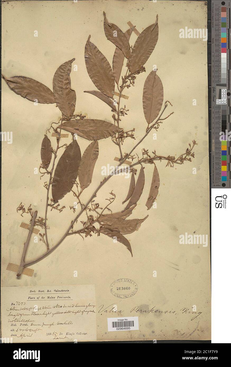 Vatica perakensis King Vatica perakensis King Stock Photo - Alamy