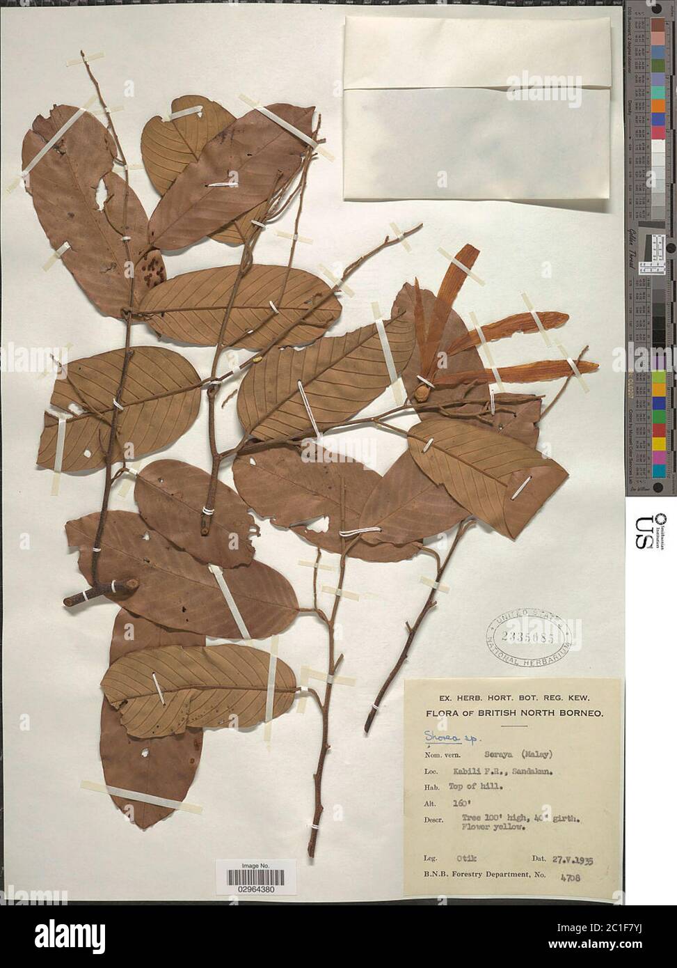 Shorea sp Shorea sp Stock Photo - Alamy