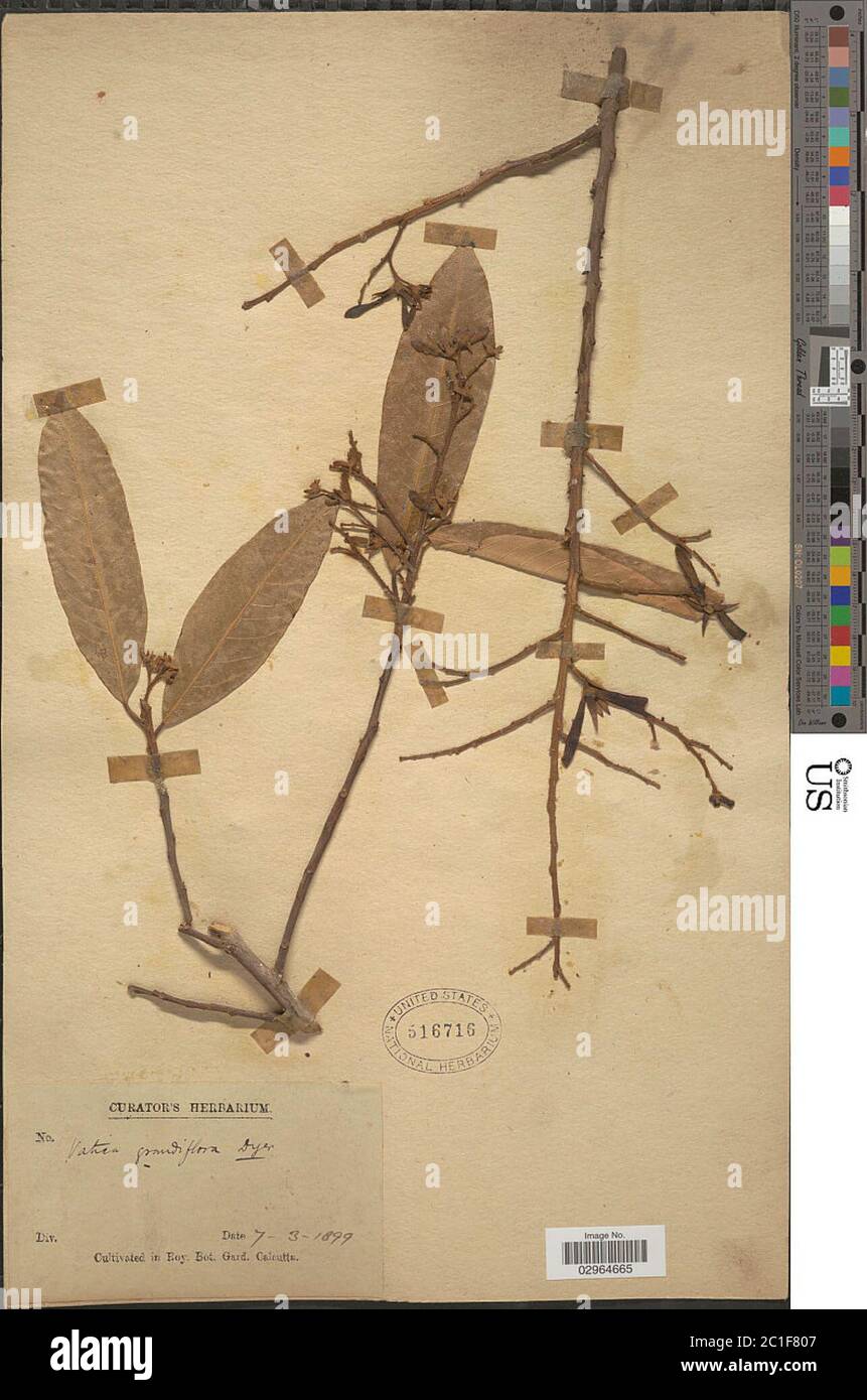 Vatica grandiflora Dyer Vatica grandiflora Dyer Stock Photo - Alamy