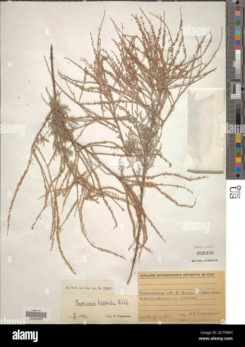 Tamarix hispida Willd Tamarix hispida Willd Stock Photo - Alamy