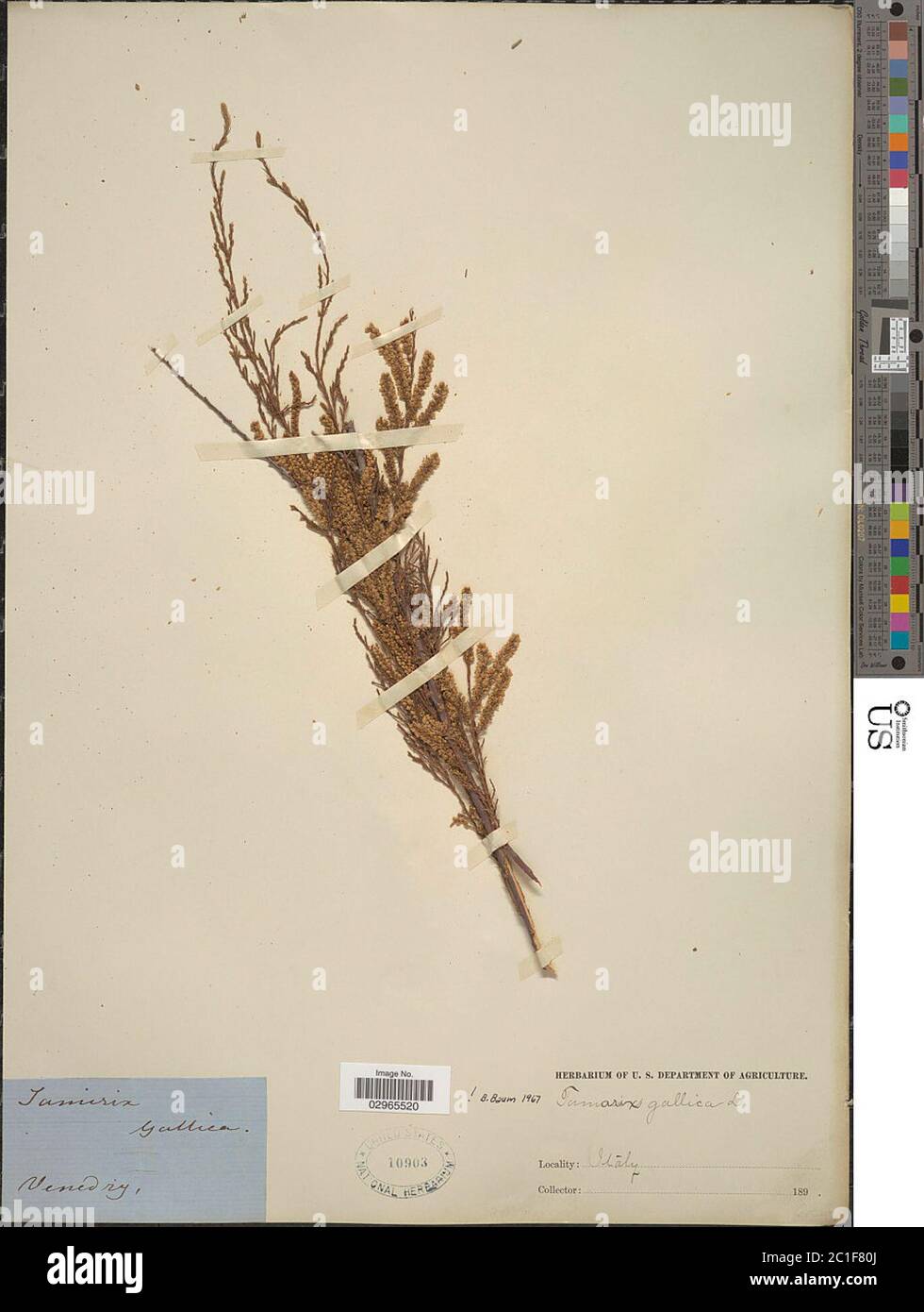 Tamarix gallica tamaricaceae hi-res stock photography and images - Alamy