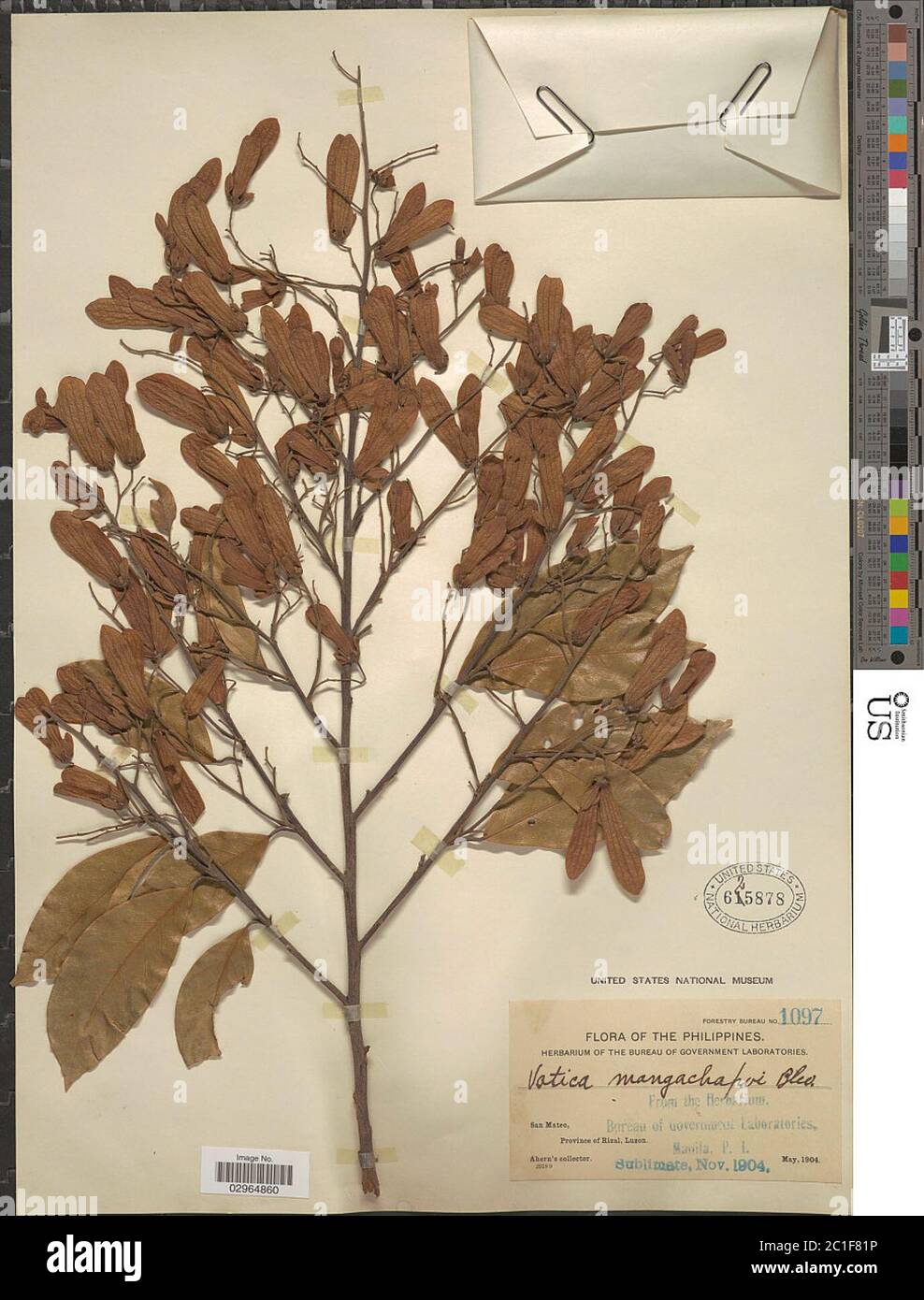 Vatica mangachapoi Blanco Vatica mangachapoi Blanco Stock Photo - Alamy