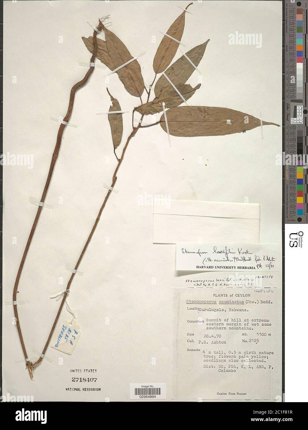 Stemonoporus laevifolius Kosterm Stemonoporus laevifolius Kosterm Stock ...