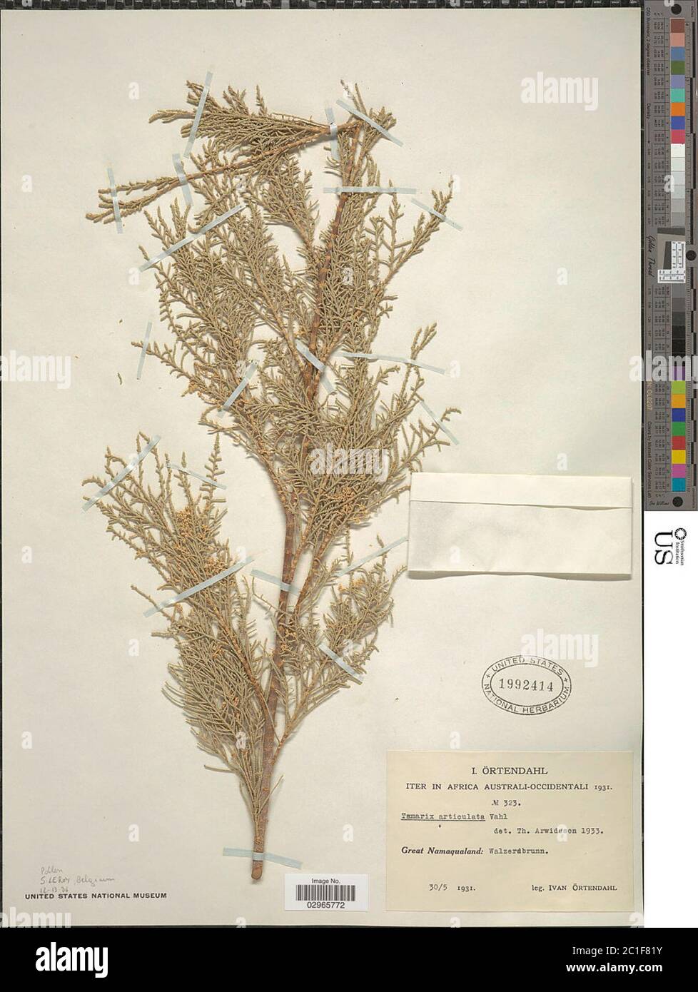 Tamarix Aphylla High Resolution Stock Photography and Images - Alamy