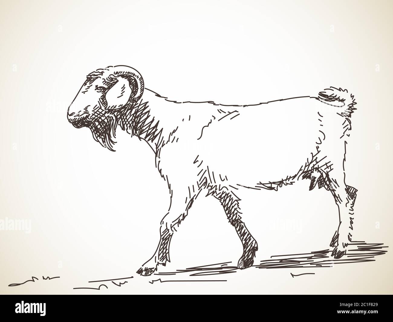 Sketch of goat, Hand drawn illustration Stock Vector Image & Art - Alamy