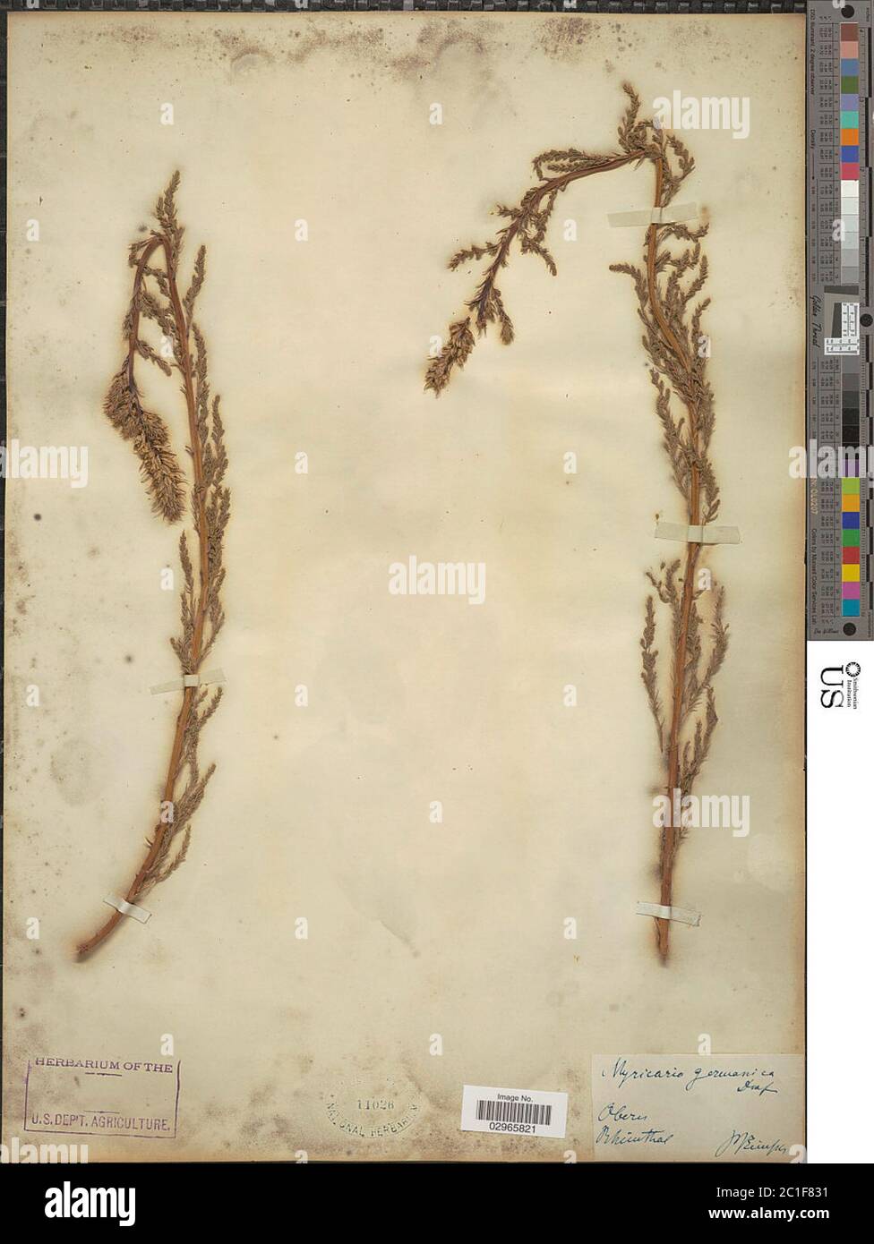 Myricaria hi-res stock photography and images - Alamy