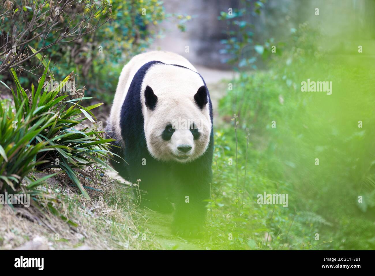 panda in chengdu Stock Photo - Alamy