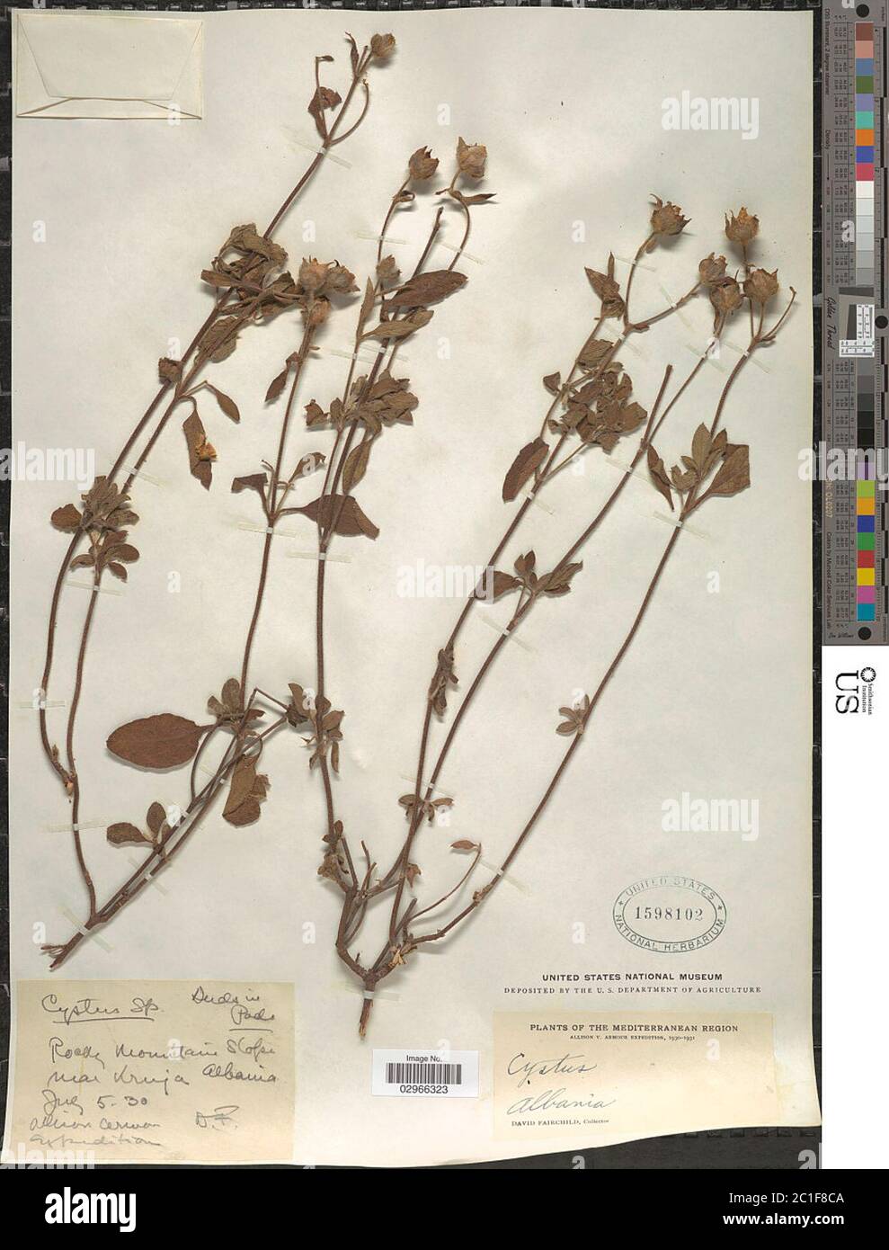 Cistus sp hi-res stock photography and images - Alamy