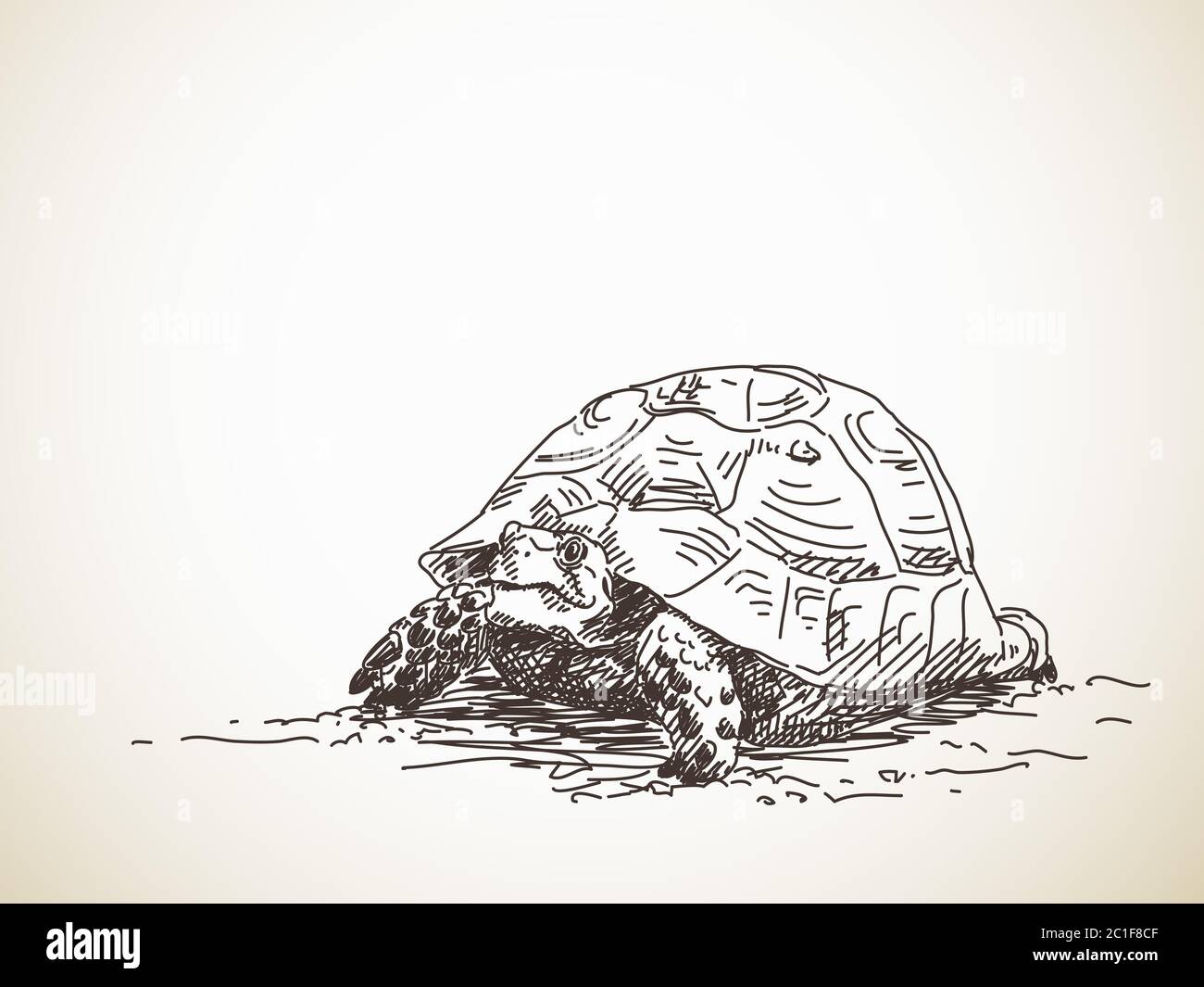 Sketch of turtle. Hand drawn illustration Stock Vector Image & Art - Alamy