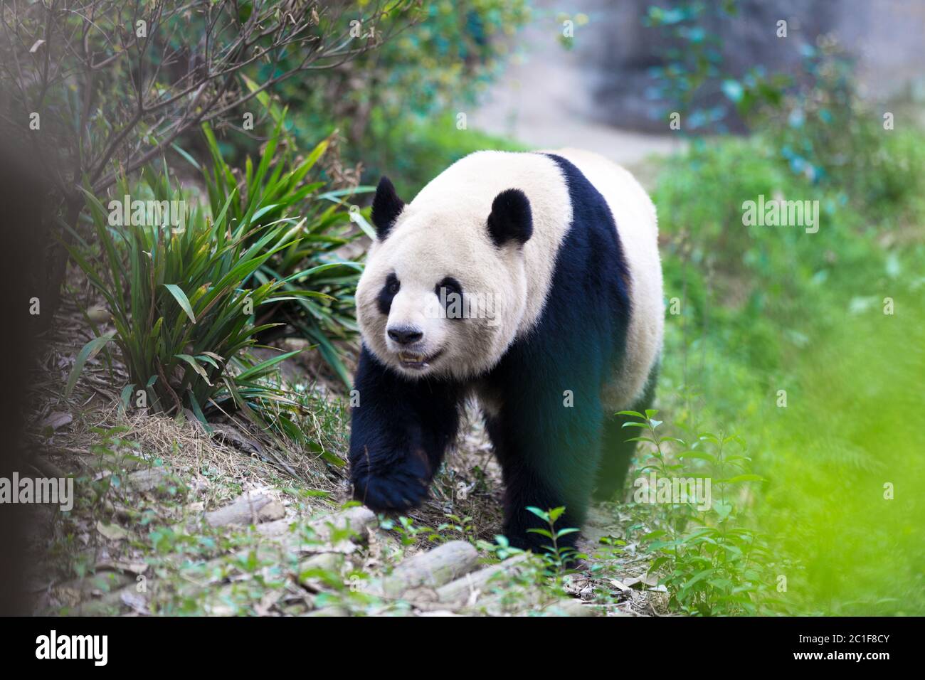 panda in chengdu Stock Photo - Alamy